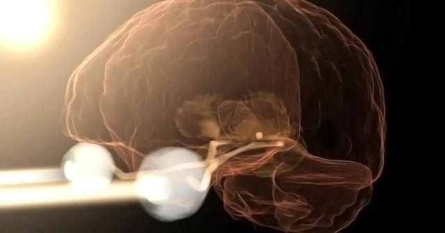 Understanding the Sleep Mechanism: How Sleep Affects Health